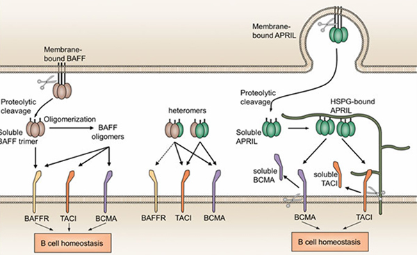 The Baff April Pathway A Core Regulatory Axis Of The Tnf Superfamily