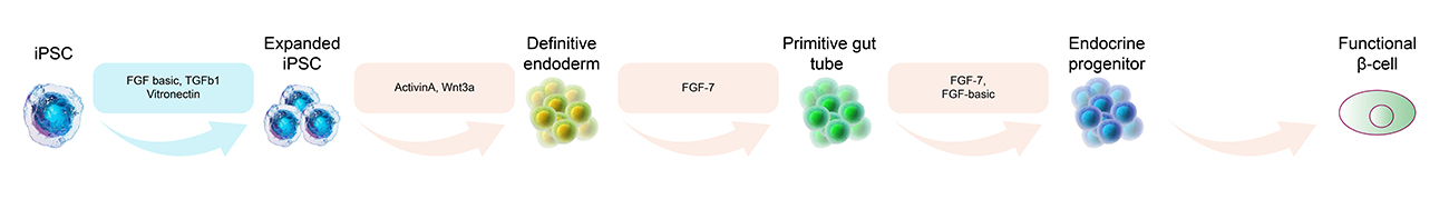 CMC Production Process of iPSC-based Cell Therapy | ACROBiosystems