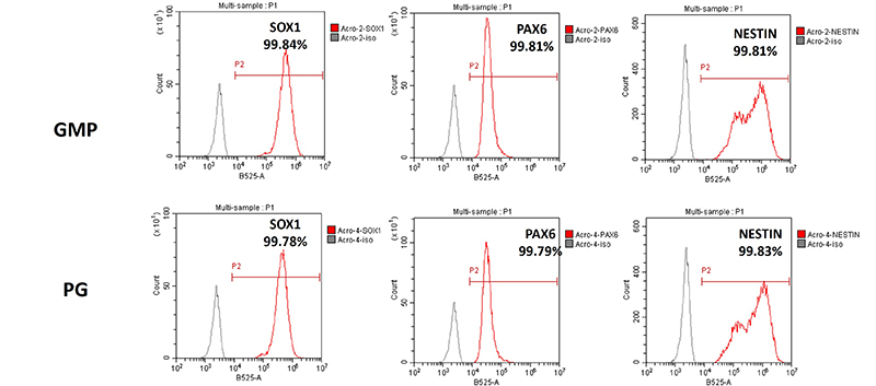 CMC Production Process of iPSC-based Cell Therapy | ACROBiosystems