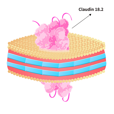 Claudin18.2 Proteins | ACROBiosystems