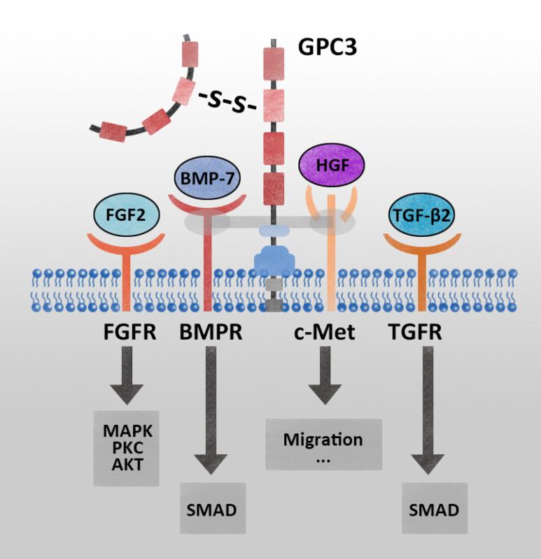 GPC3 proteins from ACROBiosystems | ACROBiosystems