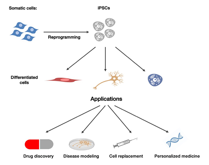 iPSC-Derived Neural Cells | ACROBiosystems