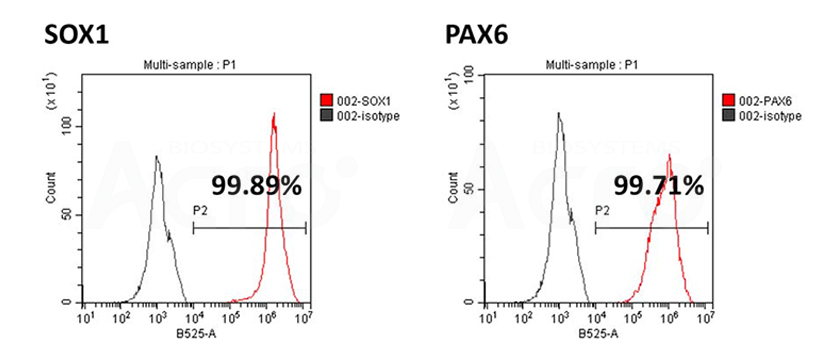 iPSC-Derived Neural Cells | ACROBiosystems