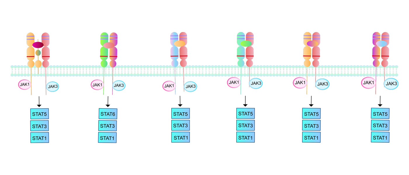 IL-2 Family Signaling Pathway | ACROBiosystems