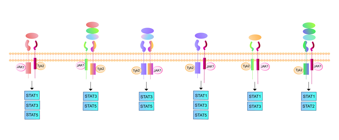 IL-10 Family Signaling Pathway | ACROBiosystems
