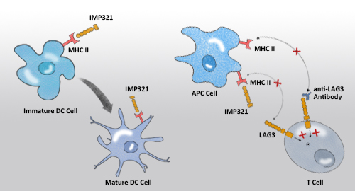 Lymphocyte-activation gene 3 (LAG-3) | ACROBiosystems