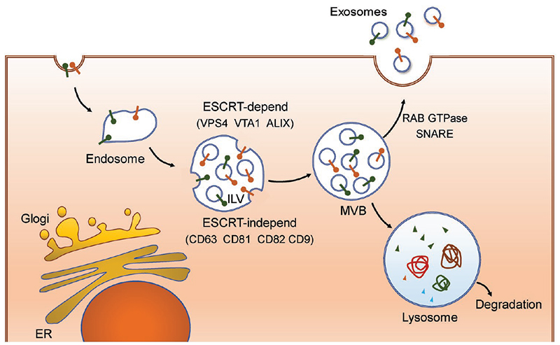 CD63: A Versatile Target in Cancer Diagnostics and Therapeutics ...