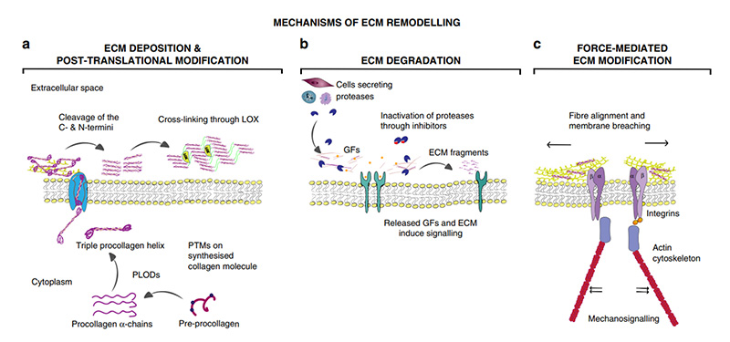 Development and Metastasis of Cancer: Regulation and Remodeling of the ...
