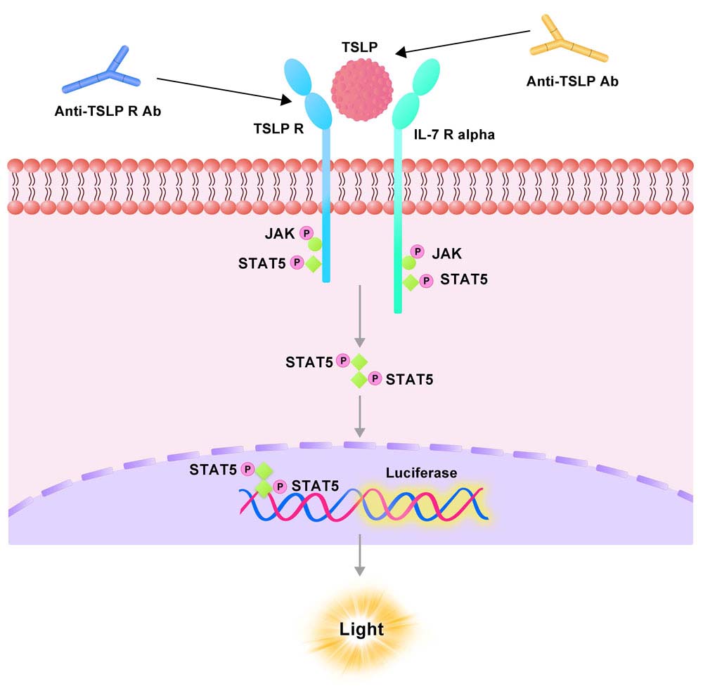 Human TSLP R (Luc) HEK293 Reporter Cell | ACROBiosystems