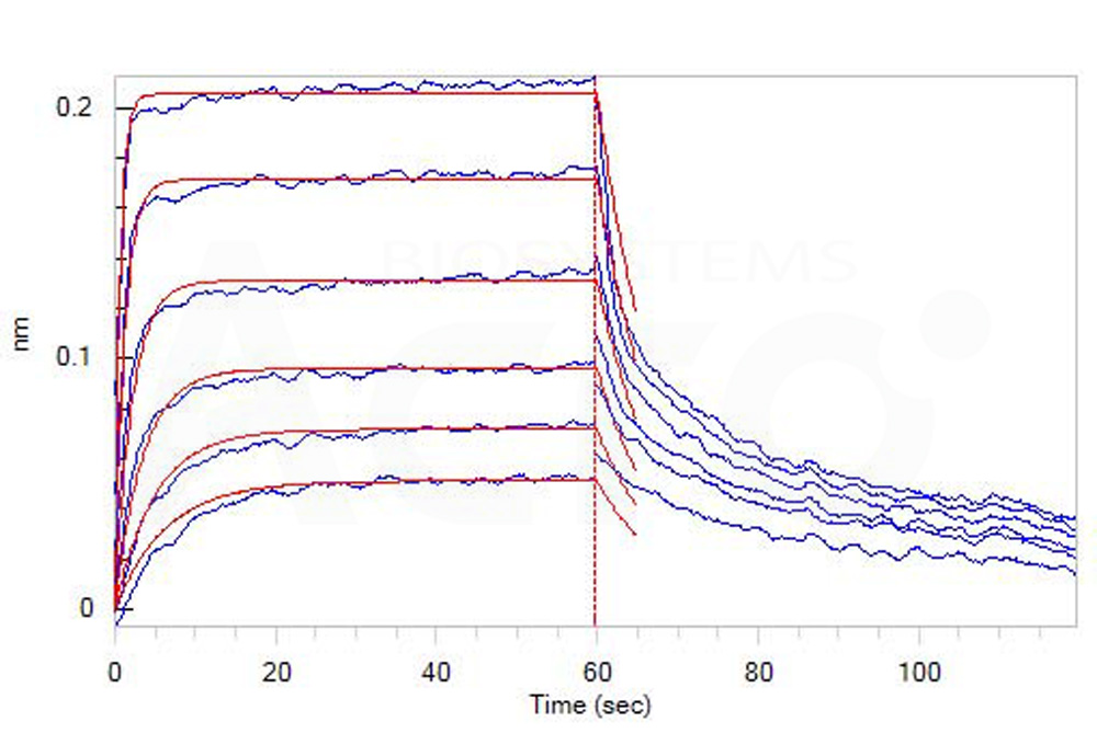 Cynomolgus / Rhesus macaque FcRn / FCGRT&B2M Heterodimer Protein, His ...