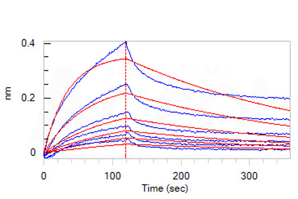 Biotinylated Human FcRn / FCGRT&B2M Heterodimer Protein, His Tag&Strep ...