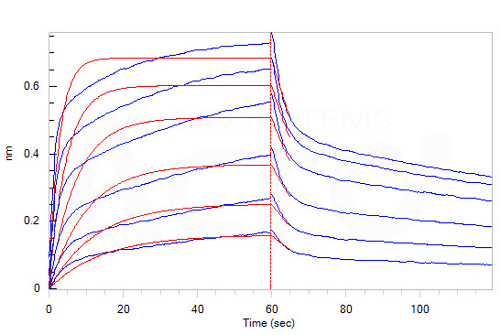Human Nectin-1 / PVRL1 / CD111 Protein, His Tag | ACROBiosystems