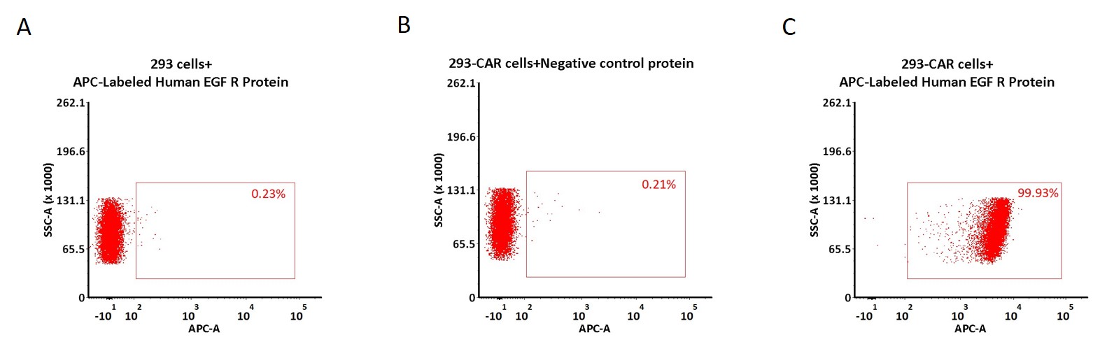 APC-Labeled Human EGF R Protein, His TagStar Staining | ACROBiosystems