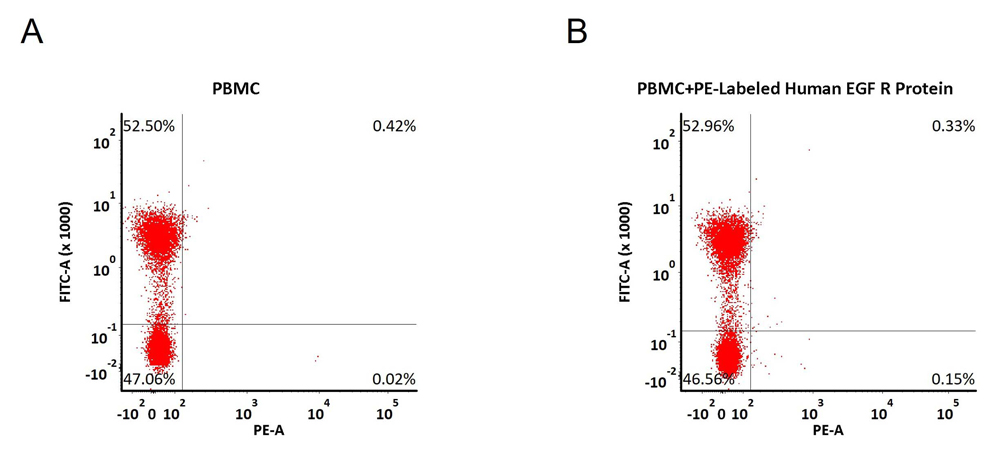 PE-Labeled Human EGF R Protein, His TagStar Staining | ACROBiosystems