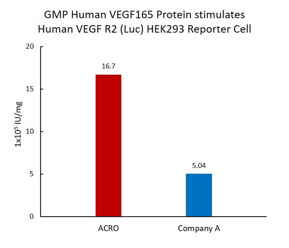 GMP Human VEGF165 Protein | ACROBiosystems