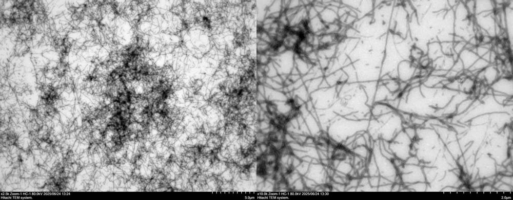 Human Tau-441 K18 Pre-formed Fibrils Protein, Tag Free | ACROBiosystems
