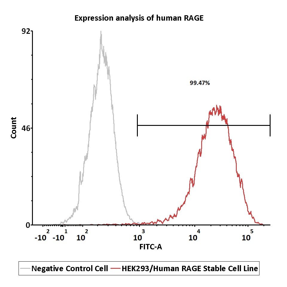 HEK293/Human RAGE Stable Cell Line | ACROBiosystems