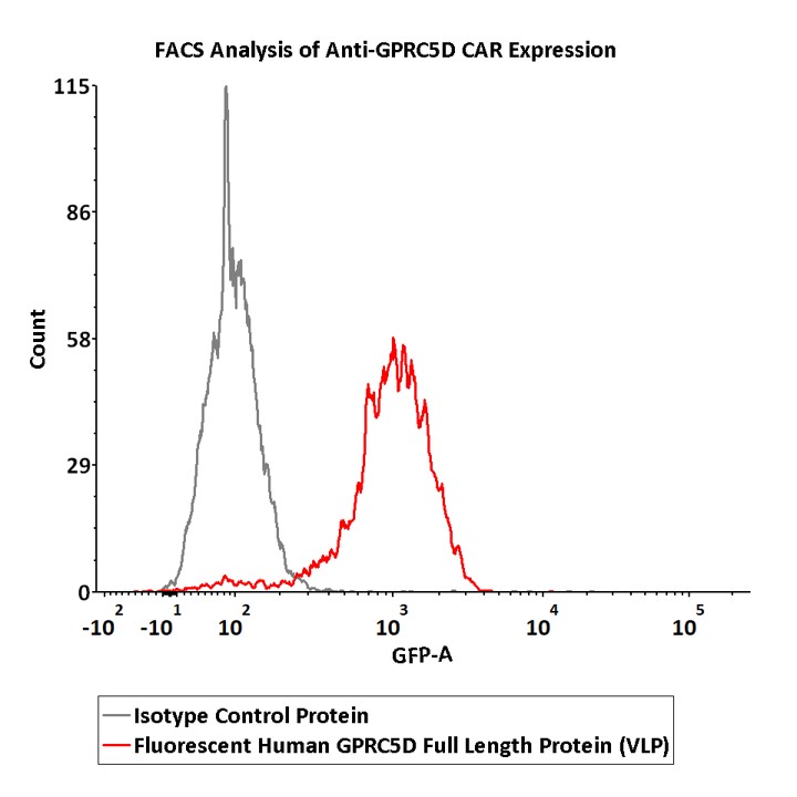 Fluorescent Human GPRC5D Full Length Protein (VLP) | ACROBiosystems