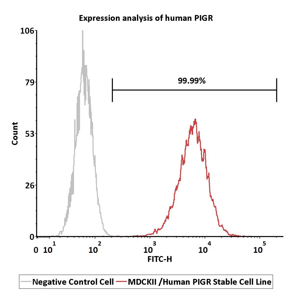 MDCKII /Human PIGR Stable Cell Line Development Service | ACROBiosystems