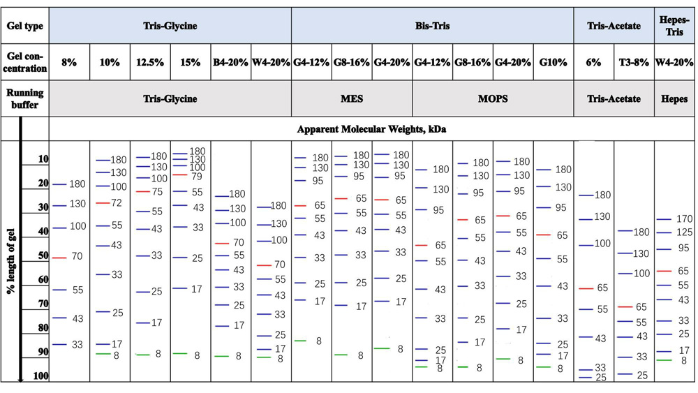 Star Ribbon Pre-stained Protein Marker (8-180kDa) | ACROBiosystems