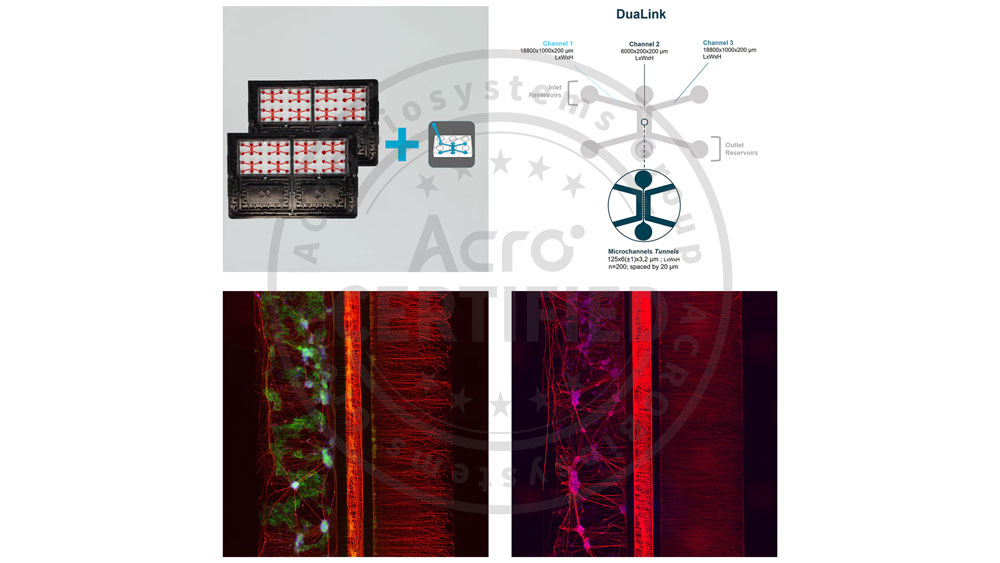 NeuroFluidics Sensory Neurons Kit (Acro Certified) | ACROBiosystems