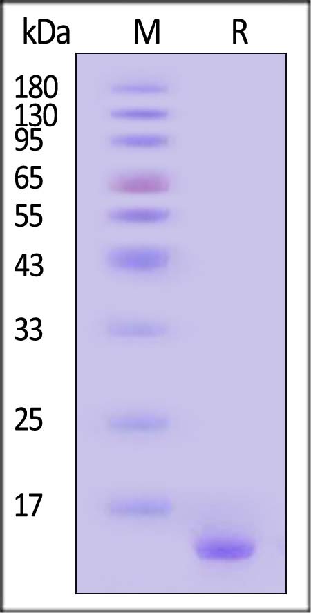 Human Alpha-Synuclein (A53T) Pre-formed Fibrils Protein, Tag Free ...