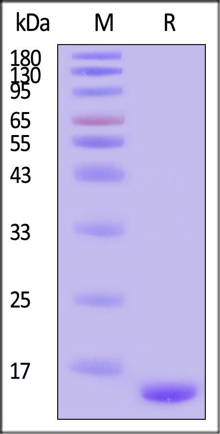 Human Alpha-Synuclein Protein, Tag Free, low endotoxin (MALS verified ...