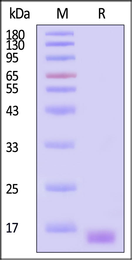 Alexa Fluor™ 488-Labeled Human Alpha-synuclein Protein, Tag Free ...