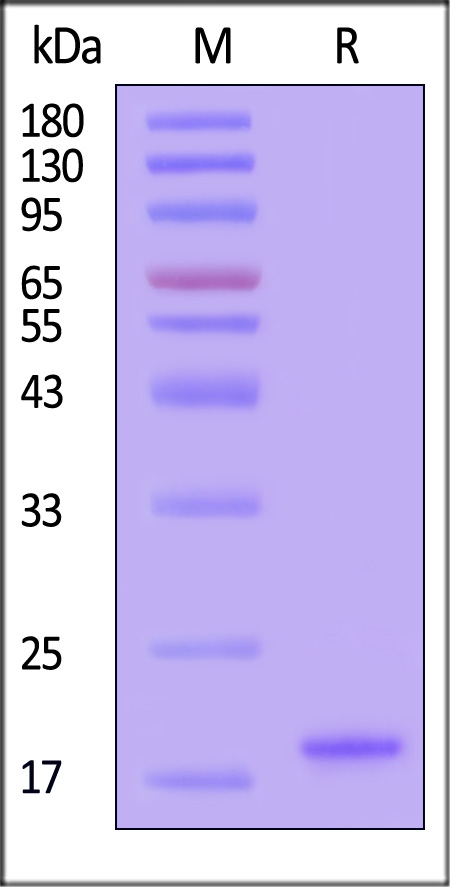 Mouse Alpha-Synuclein Protein, His Tag, low endotoxin (MALS verified ...