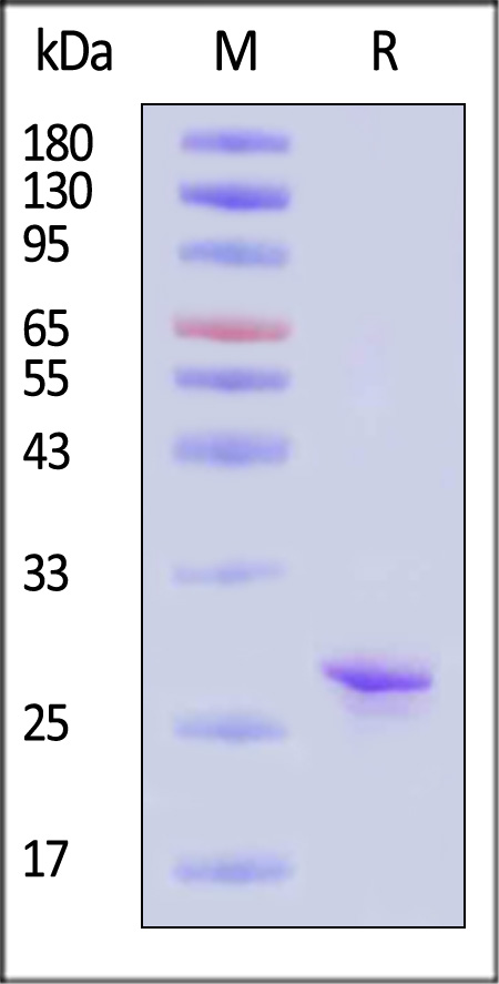 Biotinylated Human MSP1D1 Protein, His,Avitag™ (Nanodisc) | ACROBiosystems