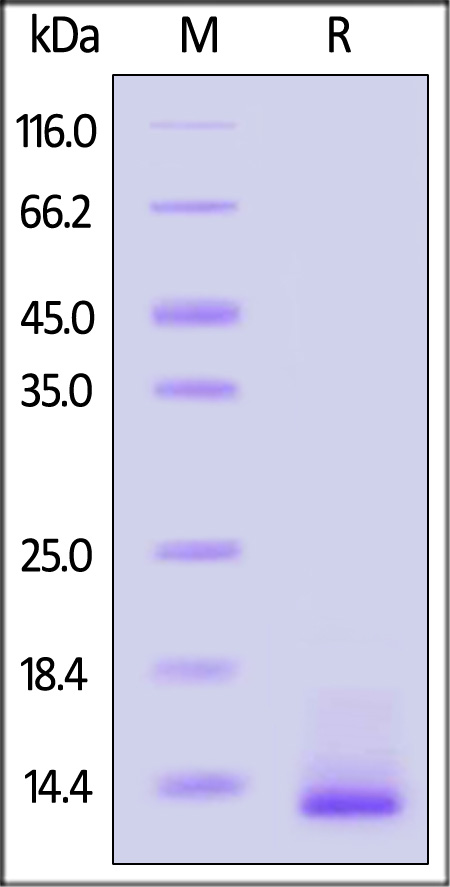 Mouse Beta-NGF Protein, Tag Free (MALS verified) | ACROBiosystems