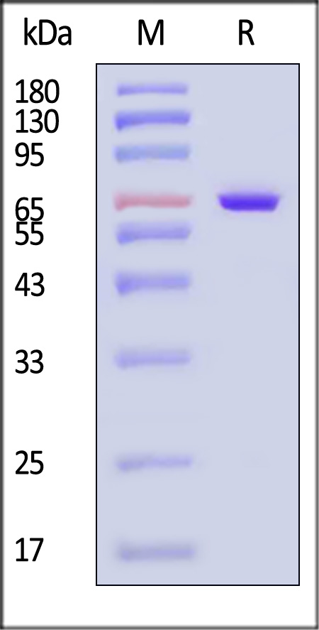 Bst DNA Polymerase | ACROBiosystems