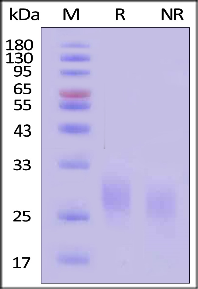 GMP Human GM-CSF Protein | ACROBiosystems