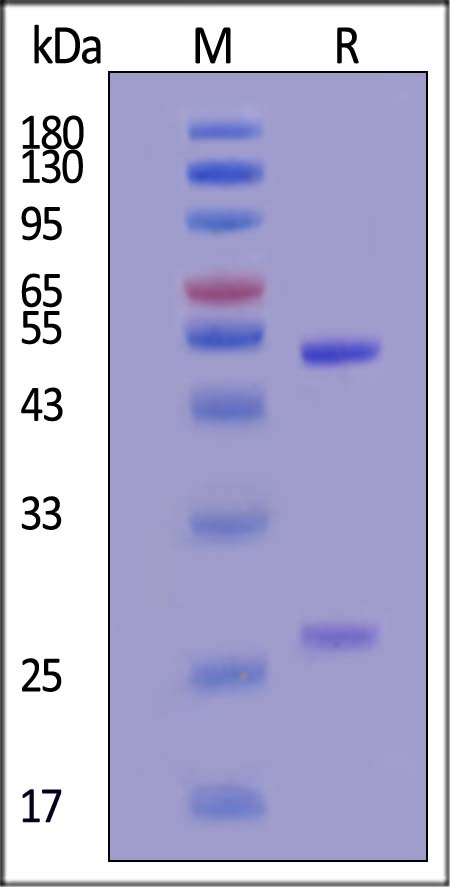 GMP Monoclonal Anti-Human CD16 Antibody (3G8) | ACROBiosystems