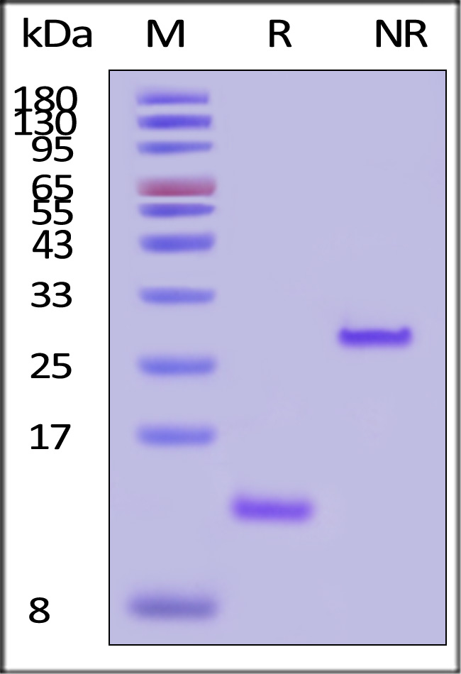 GMP Human TGF-Beta 1 / TGFB1 Protein | ACROBiosystems