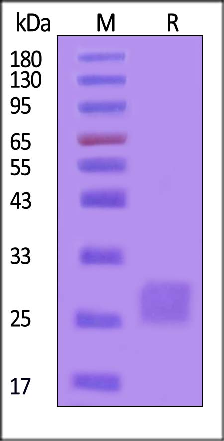 Biotinylated Anti-His Tag Antibody (AY63), Fab, Avitag™ (MALS verified ...