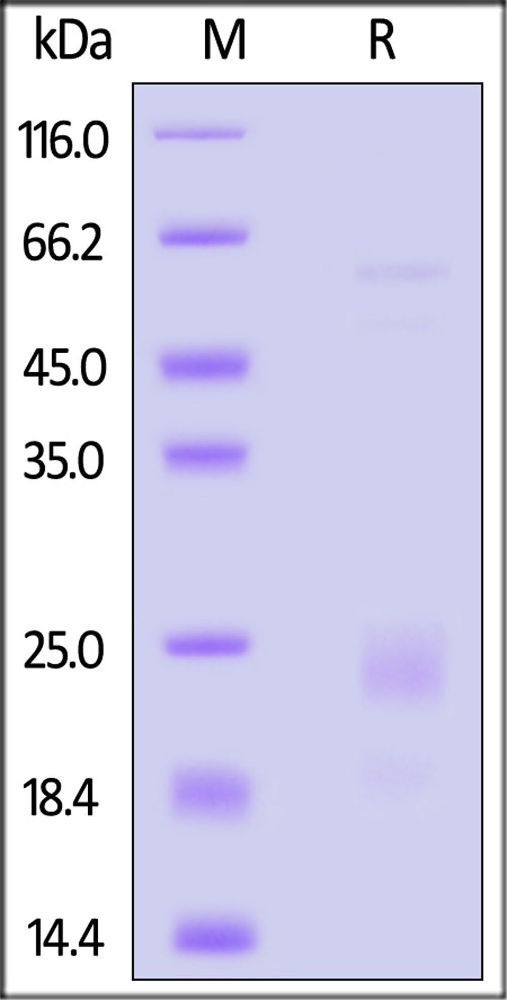 Rat ICOS / CD278 (C137S, C138S) Protein, His Tag | ACROBiosystems