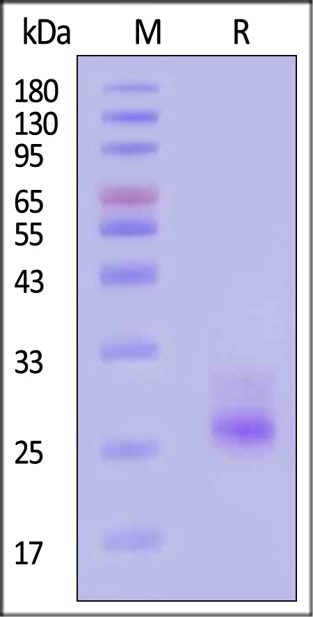 Human IL-6 Protein, His Tag, low endotoxin (MALS verified) | ACROBiosystems