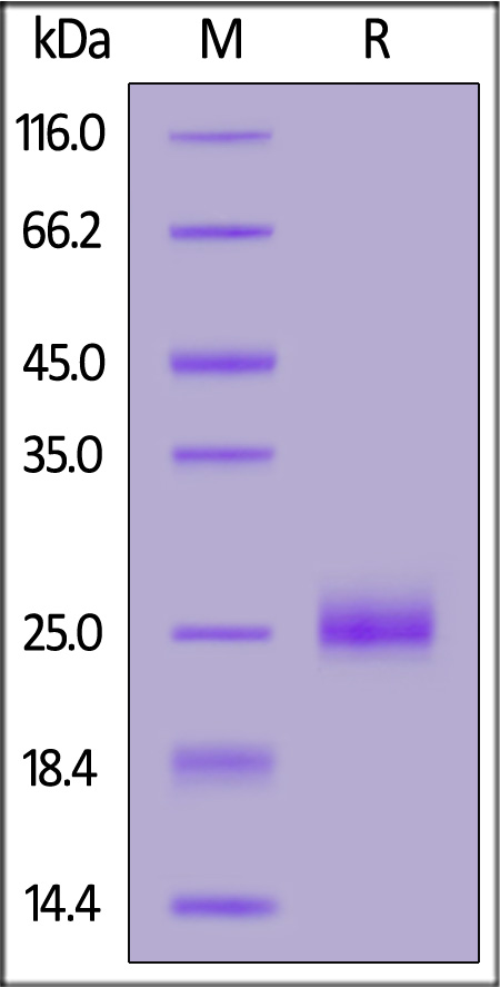 Human IL-1 alpha / IL-1F1 Protein, His Tag (MALS verified) | ACROBiosystems