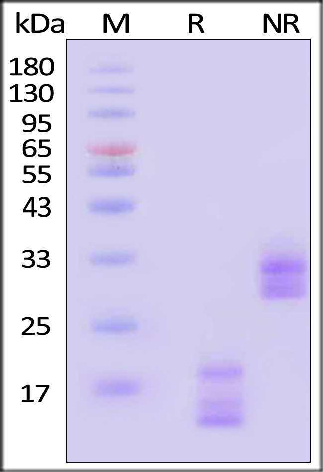 Human IL-17A / CTLA-8 Protein, premium grade | ACROBiosystems