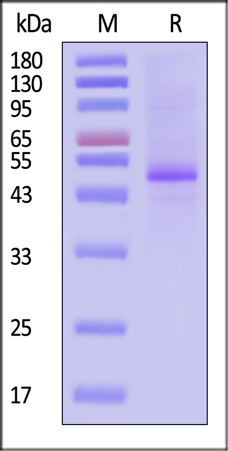 Human IL-23A Protein, Fc Tag | ACROBiosystems
