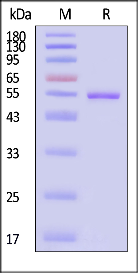 Yersinia pseudotuberculosis invasin Protein, His Tag, premium grade ...