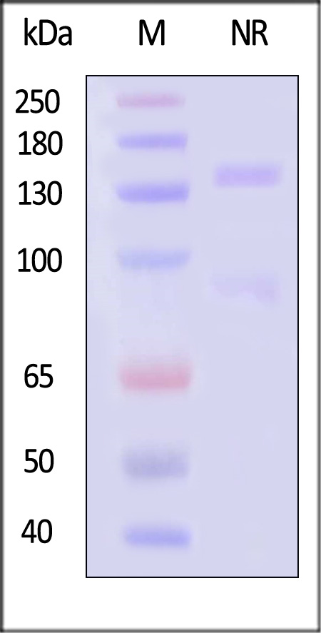 Human Integrin alpha V beta 5 (ITGAV&ITGB5) Heterodimer Protein, His ...
