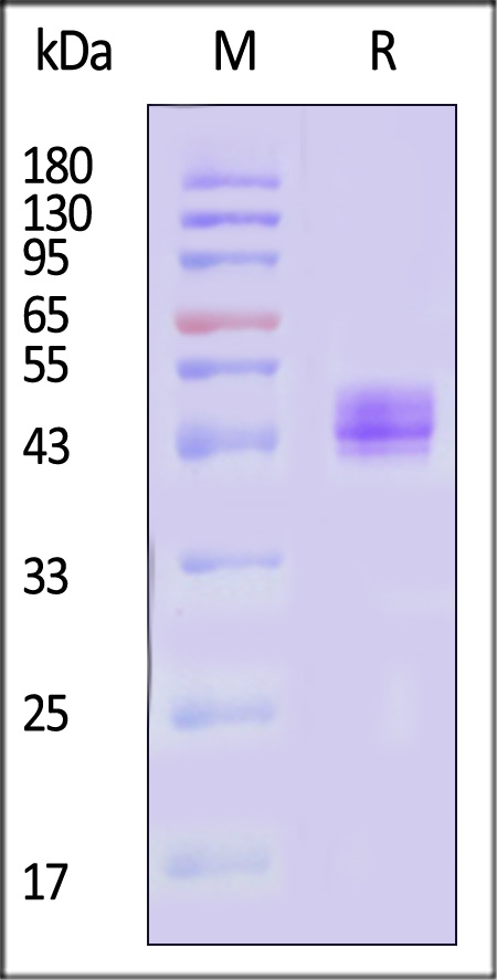 Cynomolgus KLRG1 Protein, Fc Tag (SPR verified) | ACROBiosystems