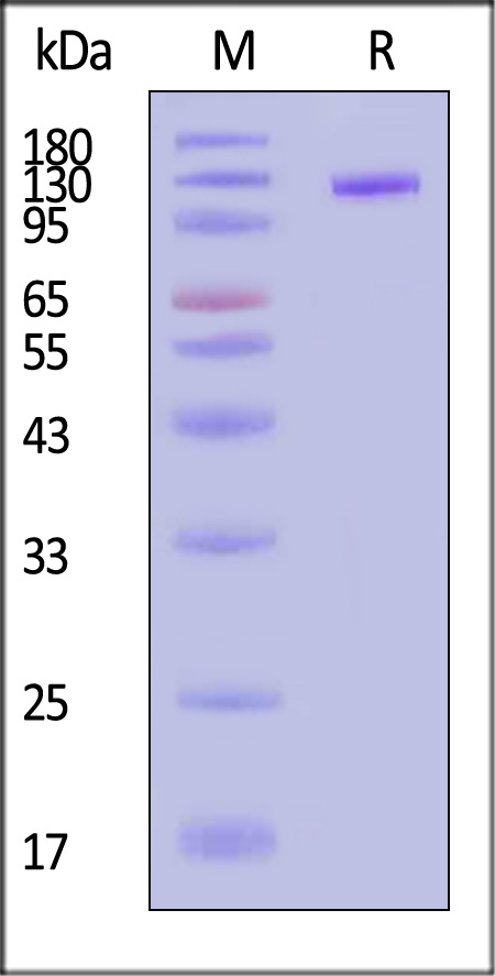 Human Klotho beta / KLB Protein, His Tag | ACROBiosystems
