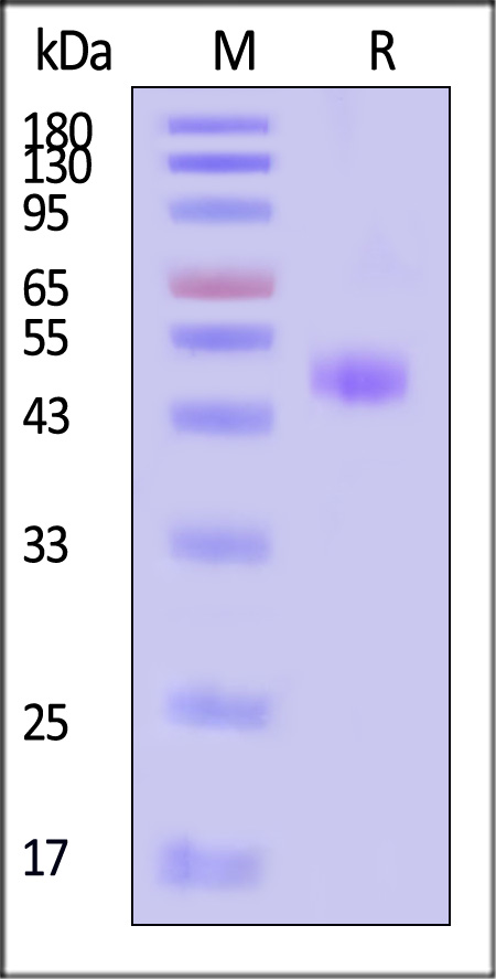 Human Galectin-9 / LGALS9 Protein, Tag Free (MALS verified ...