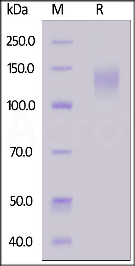 Human MERTK / Mer Protein, Fc Tag | ACROBiosystems