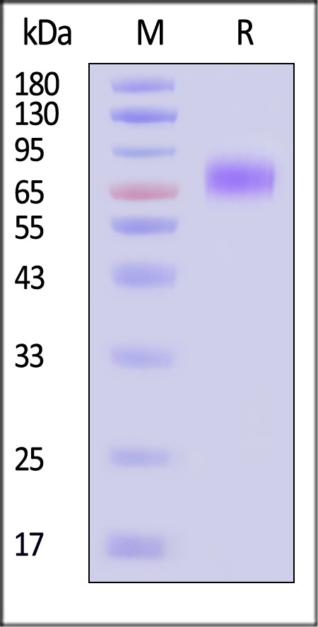 Biotinylated Human TrkB / NTRK2 Protein, His,Avitag™ (MALS verified ...