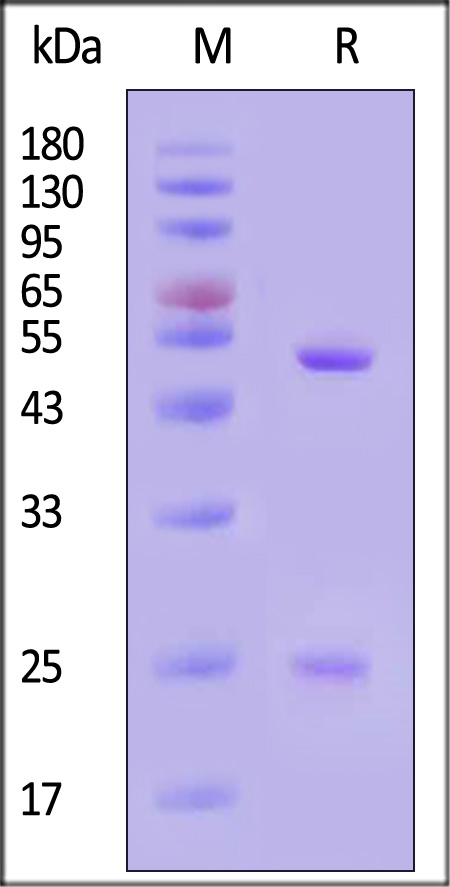 Monoclonal Anti-PEG Antibody, Mouse IgG1 (5G3-1C6) | ACROBiosystems