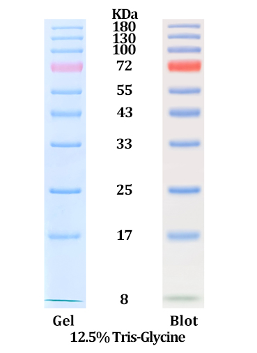 Star Ribbon Pre-stained Protein Marker (8-180kDa) | ACROBiosystems